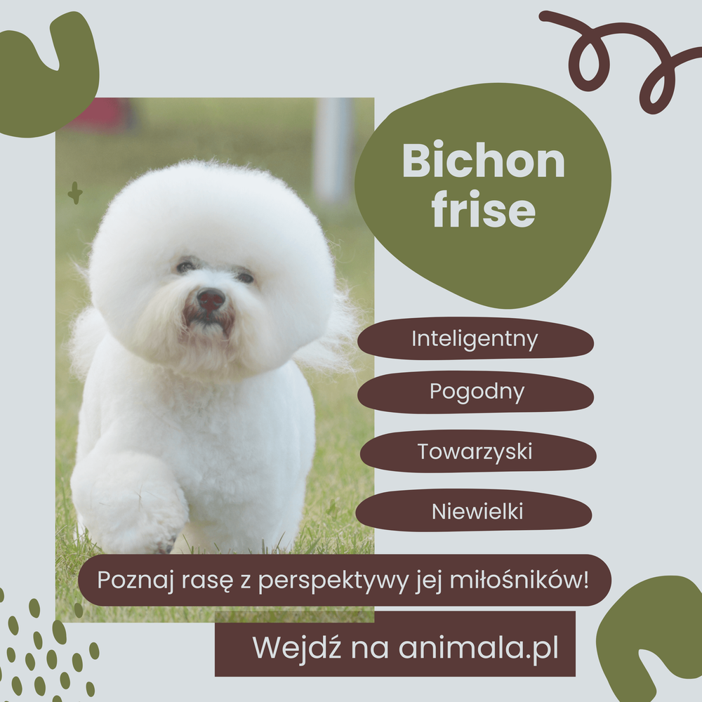Bichon frise: spokojny pies dla rodziny. Charakter, zdrowie i koszty ...