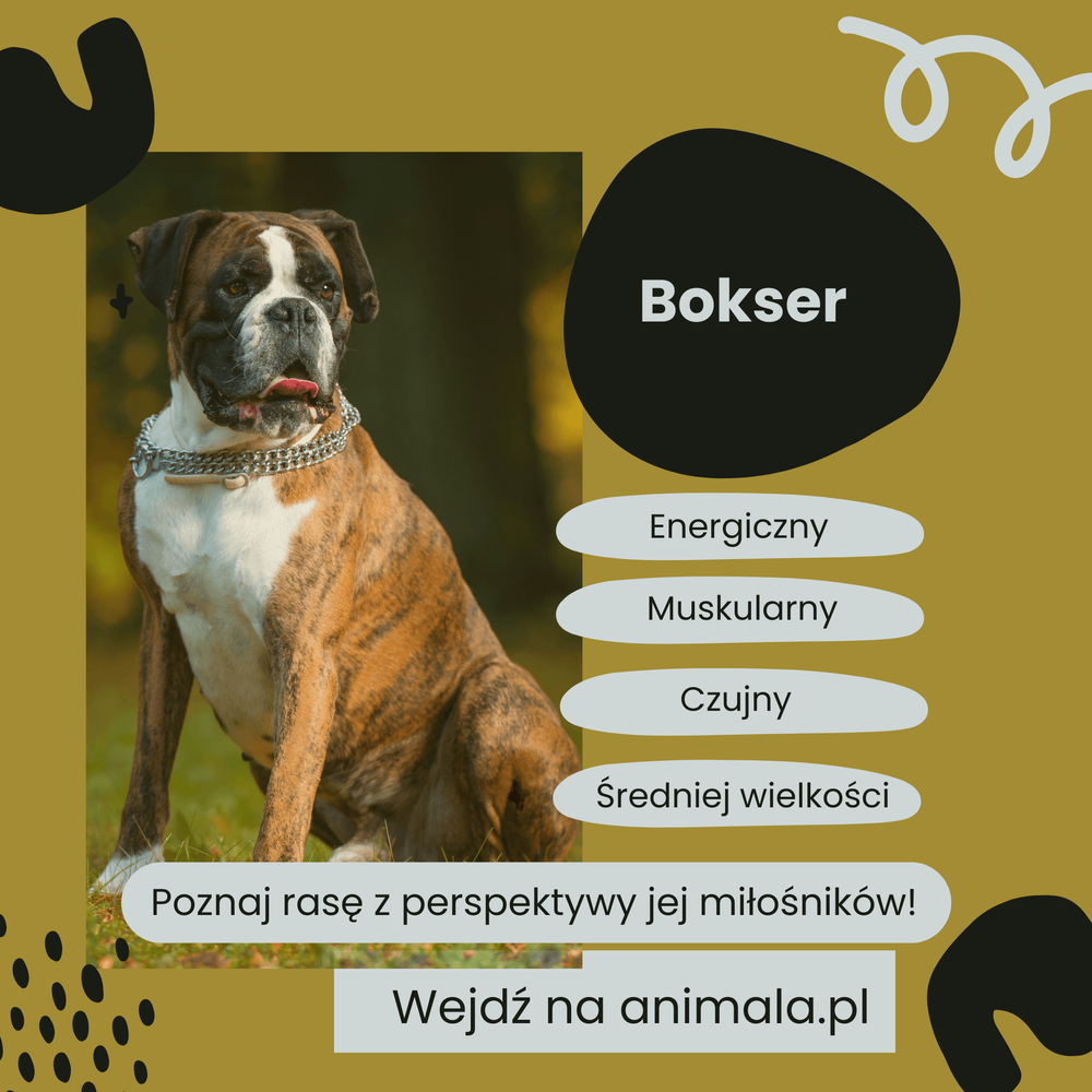 Bokser – energiczny stróż i wierny towarzysz rodziny.