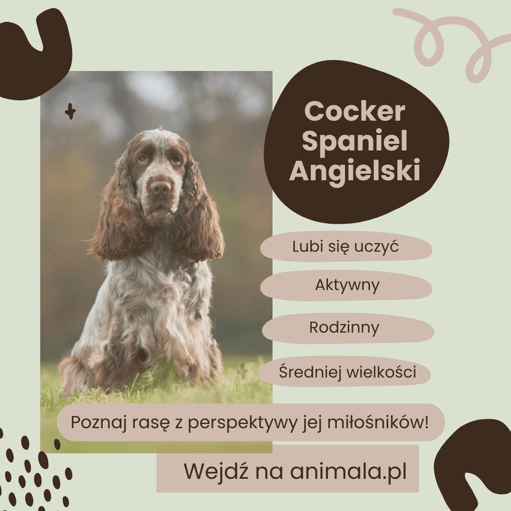 Cocker Spaniel Angielski - Historia, Charakter, Cena