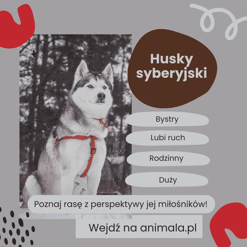 Husky Syberyjski - opis, historia, rasy pokrewne, pielęgnacja