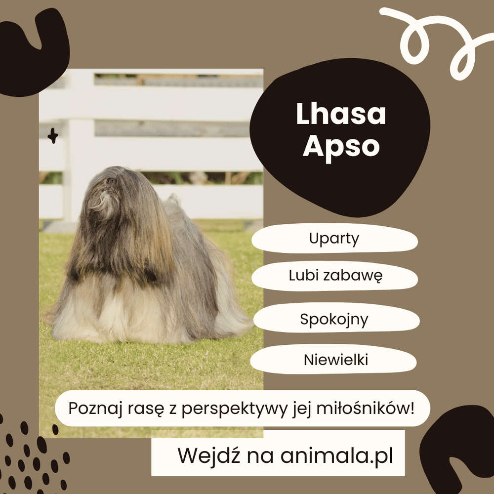 Lhasa Apso: Kompleksowy przewodnik po rasie psa z Tybetu