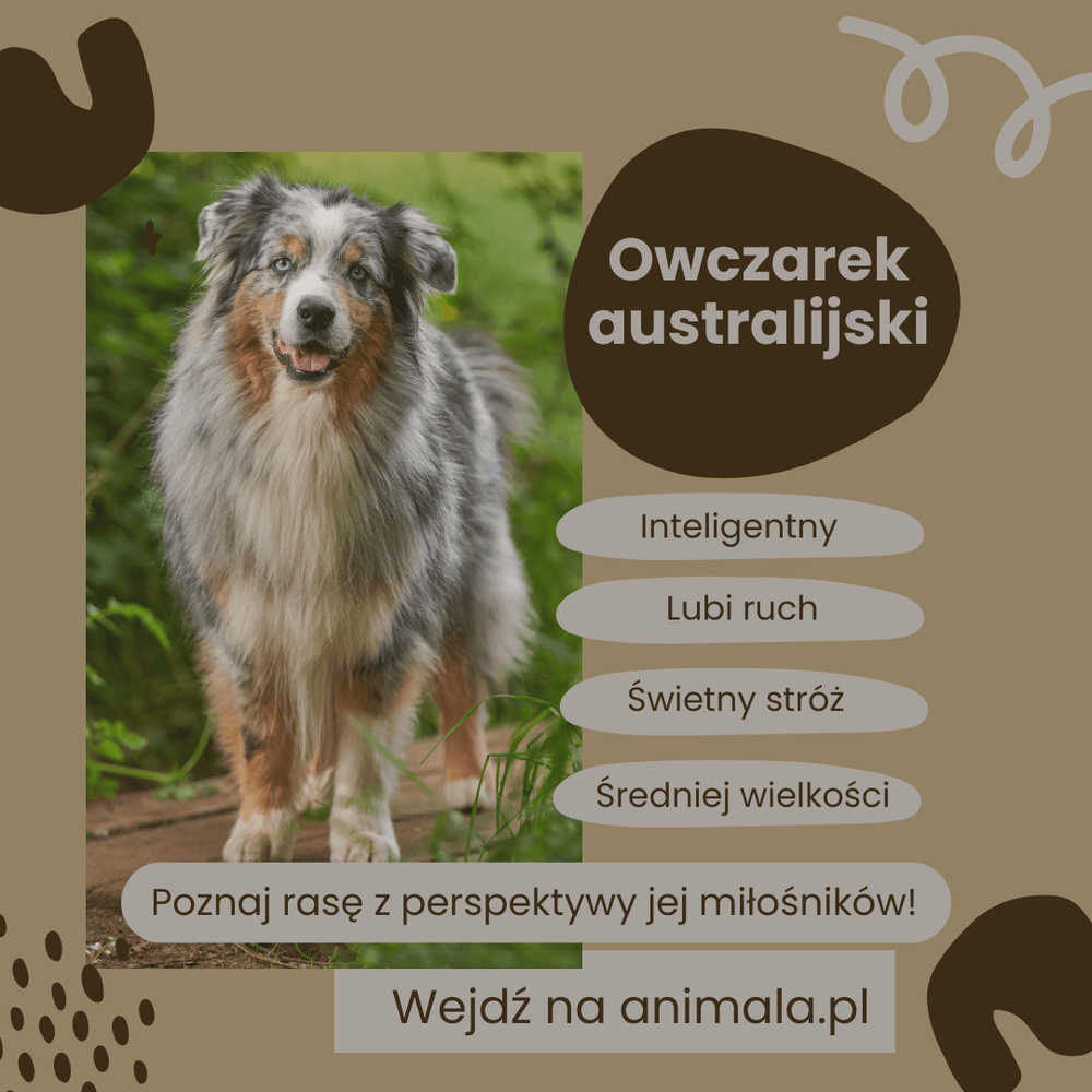 Owczarek australijski