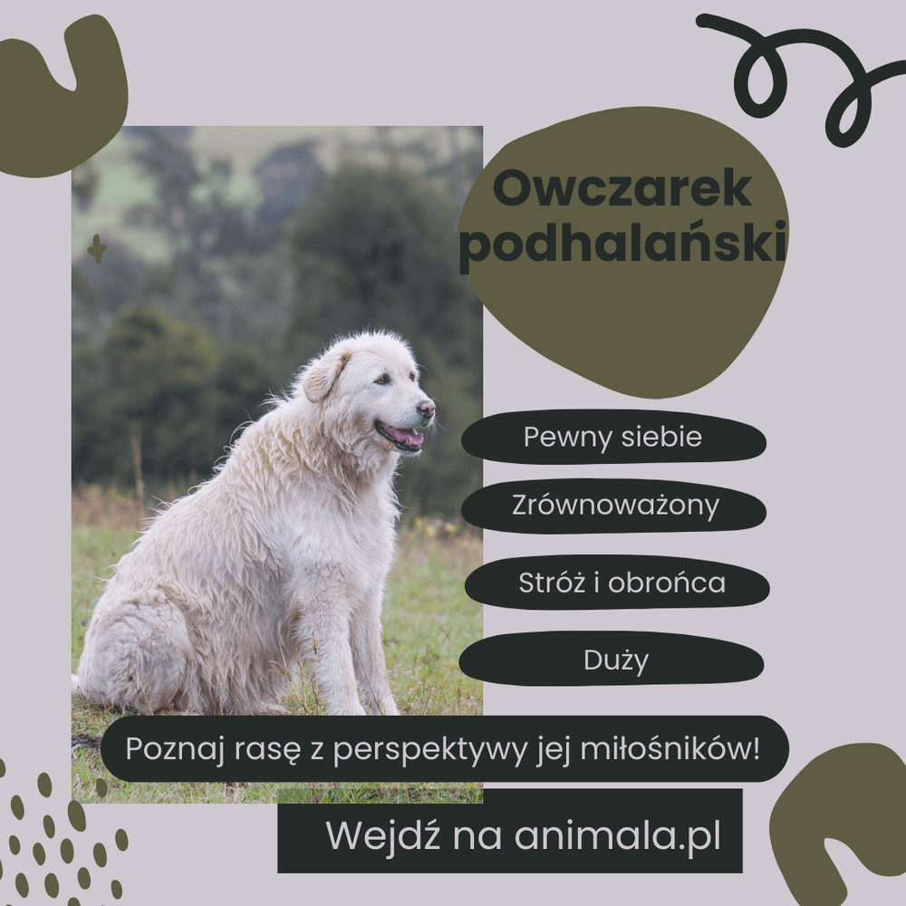 Owczarek Podhalański: Jaki Jest Naprawdę? Opis Specjalisty Animala