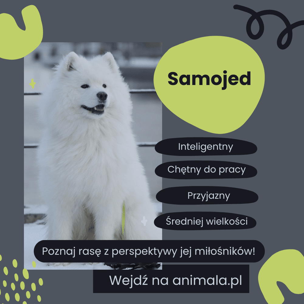 Samojed - opis rasy