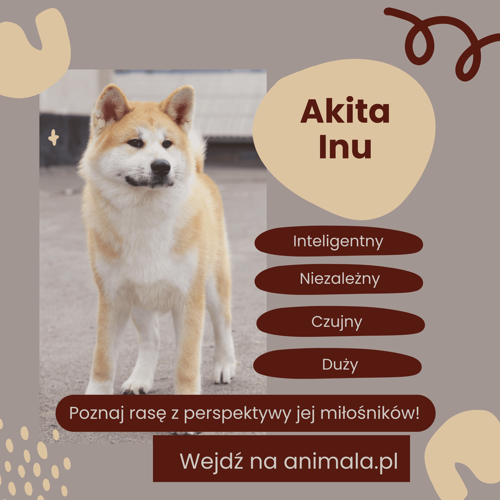 Akita Inu: opis rasy, charakteru i potrzeb tych japońskich psów