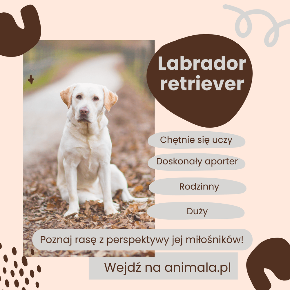 Labrador retriever - standard rasy, pielęgnacja, koszty, hodowle FCI