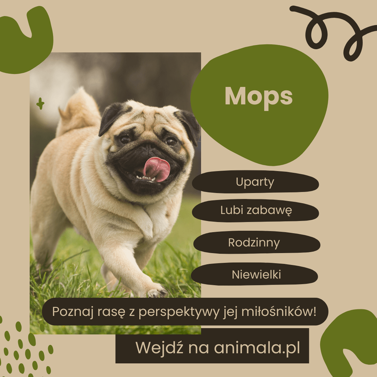 Mops - wygląd, charakter, historia, standard rasy, pielęgnacja, koszty ...