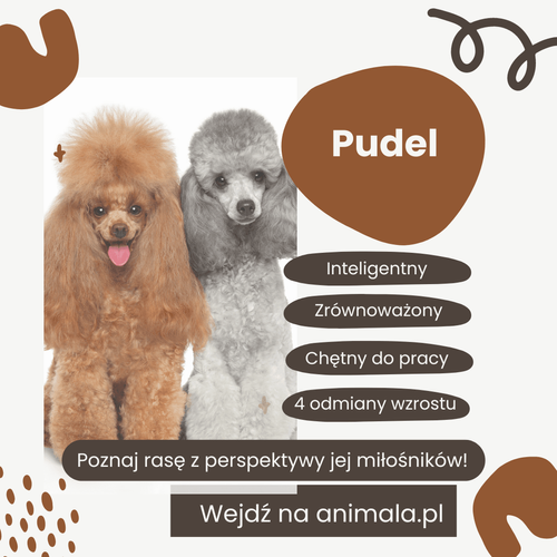 Przewodnik po rasie Pudel: odmiany, charakter, historia, hodowle